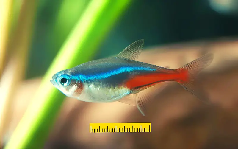 How Big Do Neon Tetras Get? (Facts You Should Know)