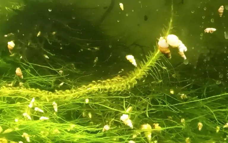 Malaysian Trumpet Snails Eggs: (Identification & Care Guide)