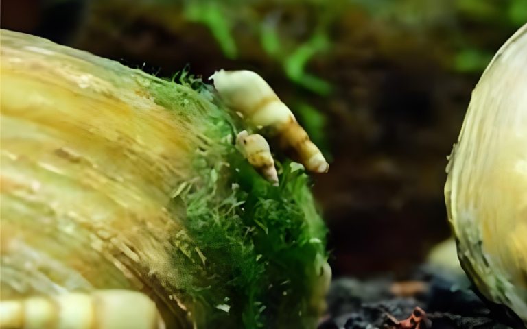 Malaysian Trumpet Snails Eggs 101: (How to Identify & Care)