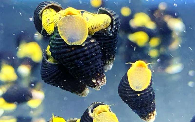 Mini Rabbit Snail 101: Secrets for Raising Like a Pro!