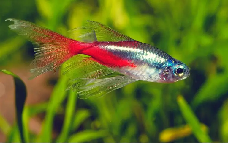Neon Tetra Life Expectancy: Avoid These 3 Deadly Mistakes!