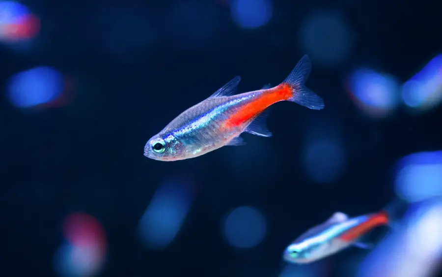 Best Neon Tetra Tank Mates for a Peaceful Aquarium Setup!
