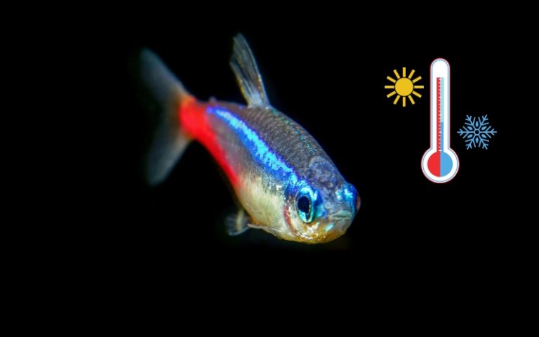 How Long Do Neon Tetras Live: (Unlock Their HIDDEN Lifespan)