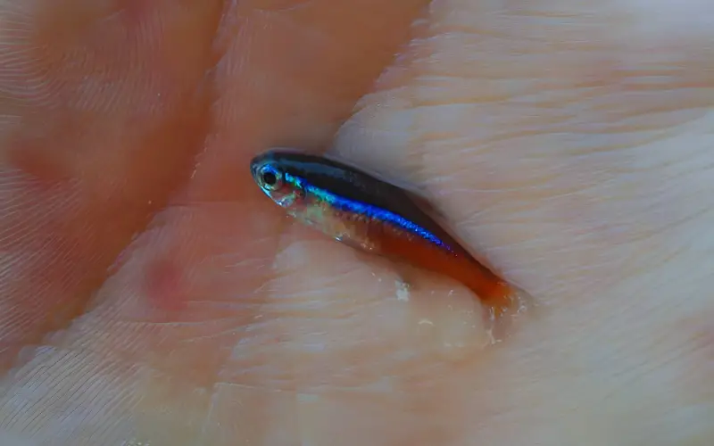 Why Do Neon Tetras Keep Dying: (3 Weird Reasons Yours Do!)