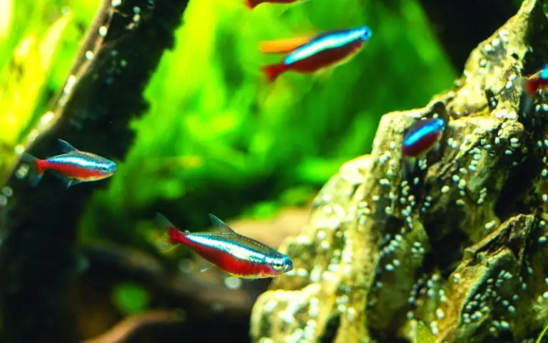 The Ideal Neon Tetra Tank Size: A Comprehensive Guide