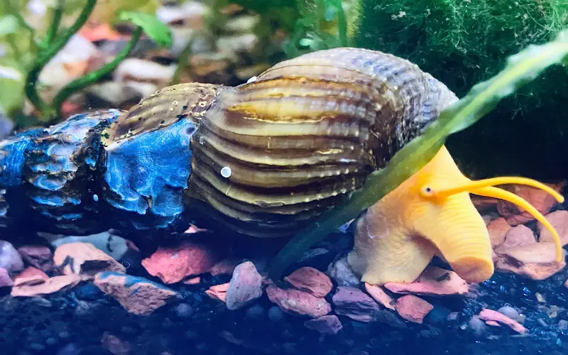 Rabbit Snail Water Parameters 101: (A Guide to Happy Snails)