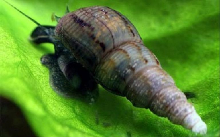 Malaysian Trumpet Snails 101: A Comprehensive Care (Guide)