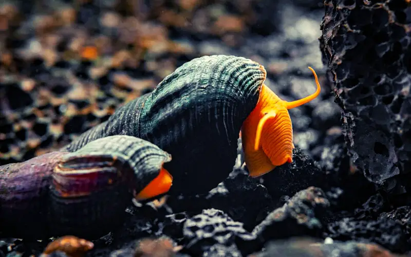 Top 7 Exotic Types of Rabbit Snails (That Will Amaze You!)