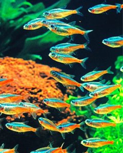 The Art of Breeding Neons Tetra: (Mastering the Spawning)