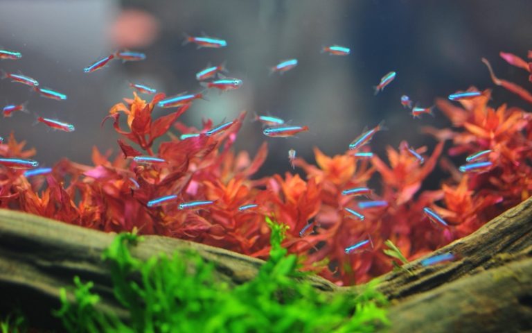 The Art of Breeding Neons Tetra: (Mastering the Spawning)