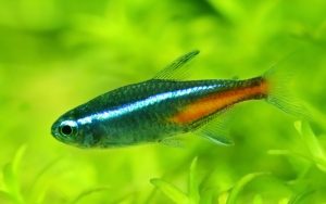 5 HIDDEN Signs To Identify Neon Tetra Disease (Must Know)