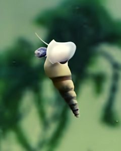 Malaysian Trumpet Snail Lifespan 101: (Ultimate Care Guide)