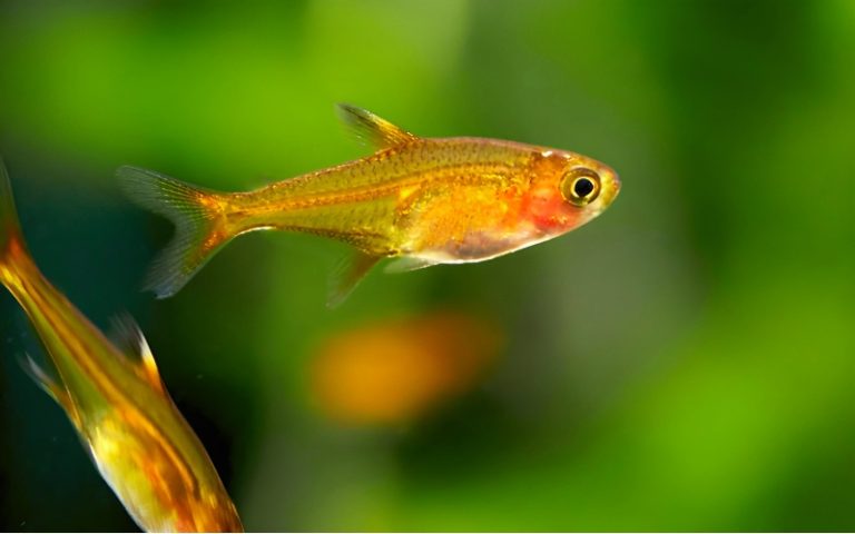 Ember Tetra Size Guide: Growth, Care, and Ideal Tank Setup