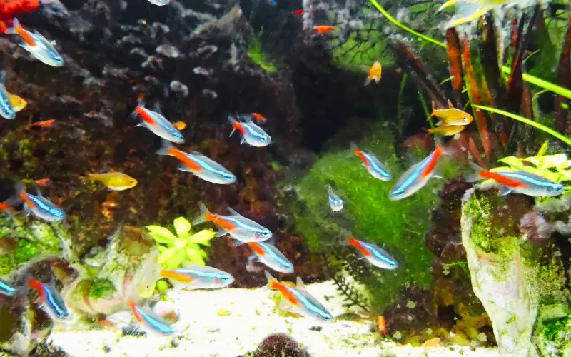 The Art of Breeding Neons Tetra: (Mastering the Spawning)