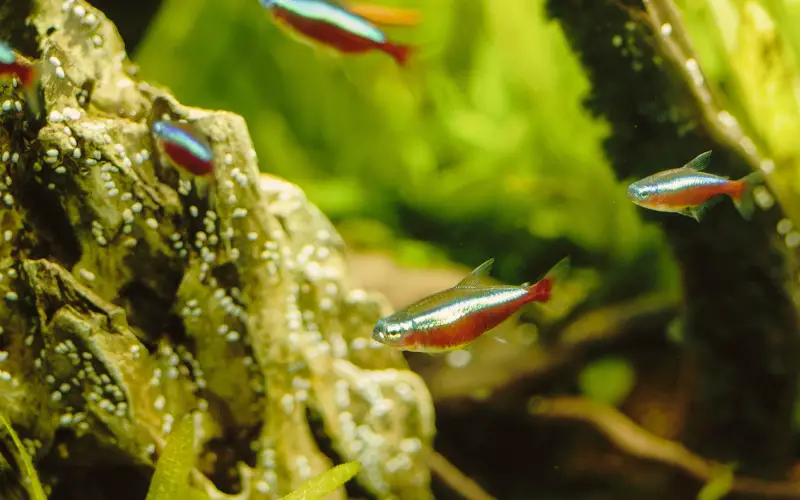 Cardinal Tetra Vs Neon Tetra: Which One is (Better for You!)