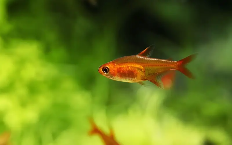 Do Ember Tetras Need a Heater: (A Comprehensive Care Guide)