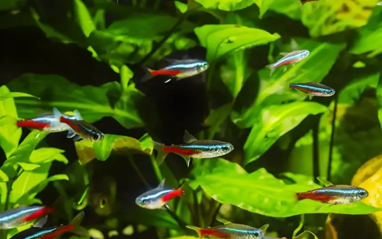 Are Neon Tetras Hardy? Essential Tips for Thriving Aquarium