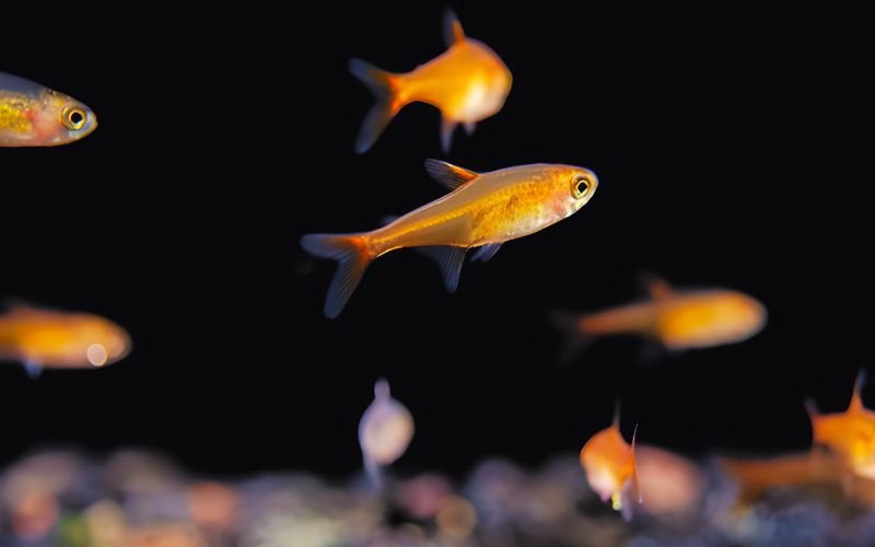 The Surprising Ember Tetra Ph Level for Optimal Fishkeeping!