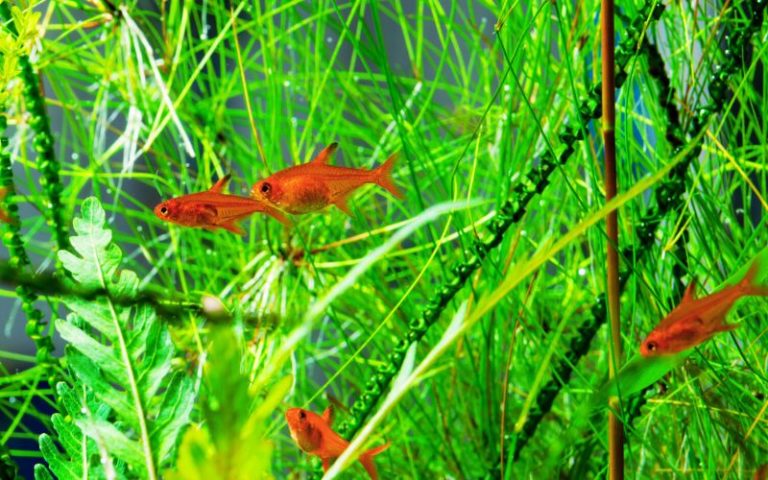 What Do Ember Tetras Eat - Top 10 Best Ember Tetra Foods