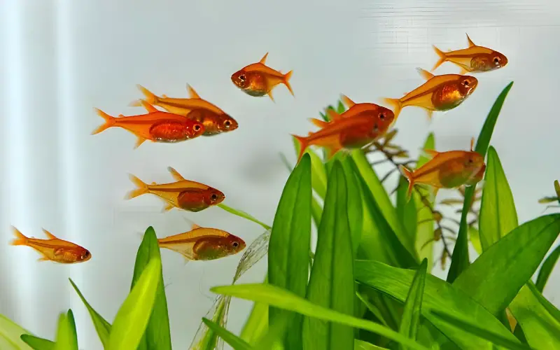 Create Healthy Fish Tank for Happy Pet Fish | infishtank.com