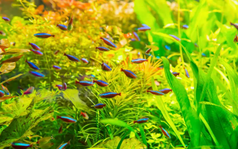 Neon Tetra Schooling Behavior Tips For Aquarium Owners