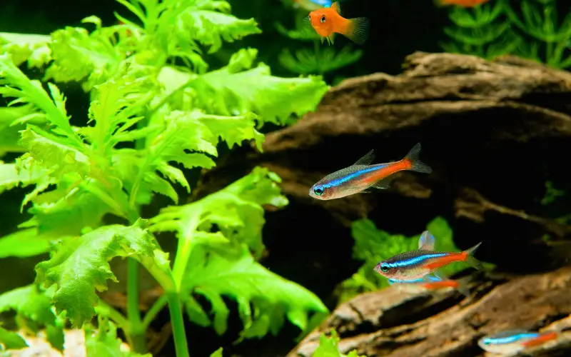 The Ideal Neon Tetra Tank Size: A Comprehensive Guide