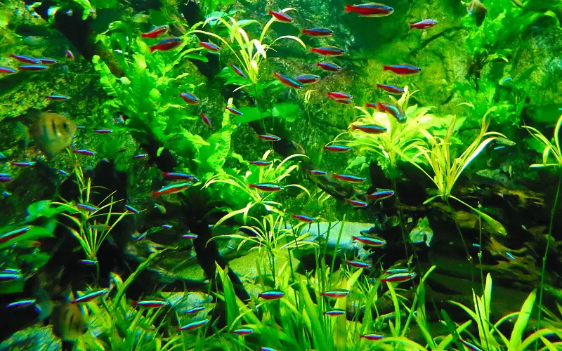 Neon Tetra Water Parameters 101: (A Comprehensive Guide)