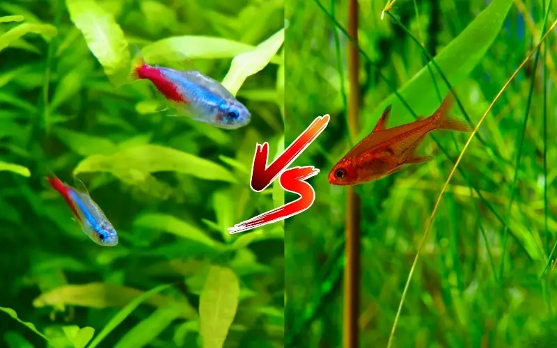 Keeping Neon and Ember Tetras with Betta Safely (Must Read)