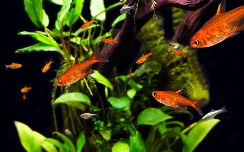 What Do Ember Tetras Eat - Top 10 Best Ember Tetra Foods