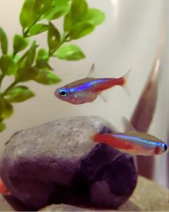 How Often to Feed Tetras - The Key to Keeping Them Happy!