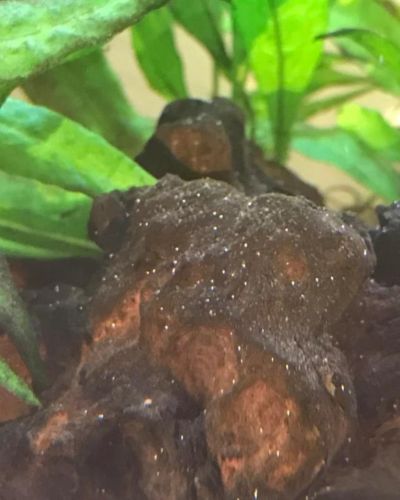 Tetra Neon Eggs: Essential Tips for a Successful Hatch Rate