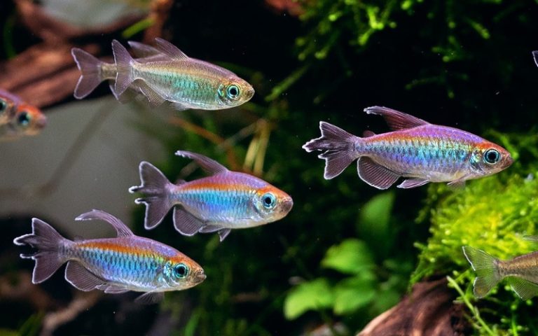 How Many Congo Tetras Should Be Kept Together (Ideal Number)
