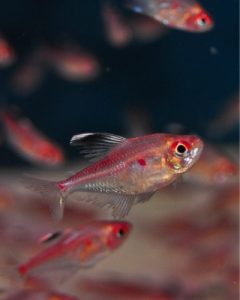 Bleeding Heart Tetra Fish 101: A Comprehensive Aquatic Guide