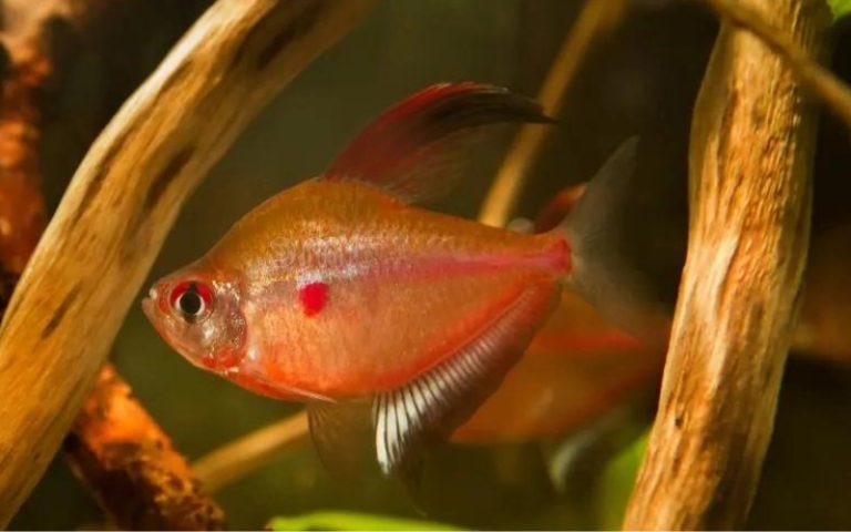Bleeding Heart Tetra Male Vs Female: Spotting the Difference