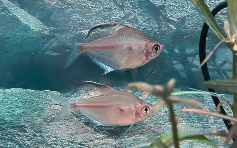 How to Tell If a Goldfish Is Male or Female: (5 Proven Ways)