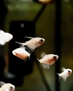 Colored White Skirt Tetra Fish 101: Size, Lifespan & More!