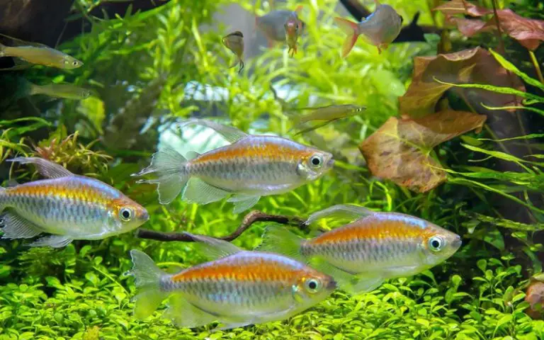 Are Congo Tetras Aggressive: (Tips for Peaceful Aquarium)