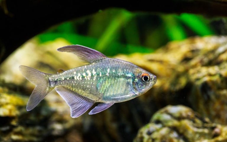 Diamond Tetra Size 101: Care Guide for Moenkhausia Pittieri
