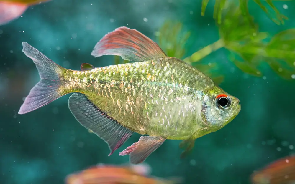 Diamond Tetra Lifespan 101 (How Long They Live in Aquarium)