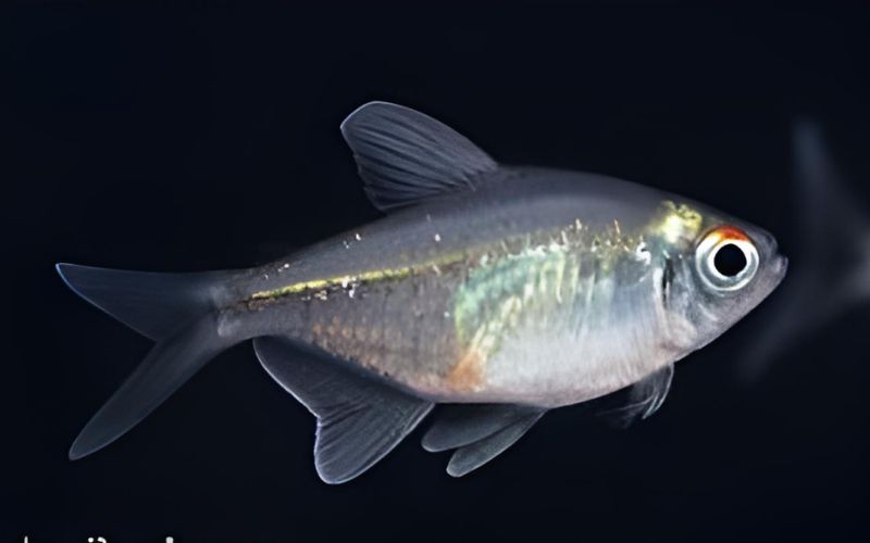 Diamond Tetra Size Guide: Growth Stages & Tank Requirement