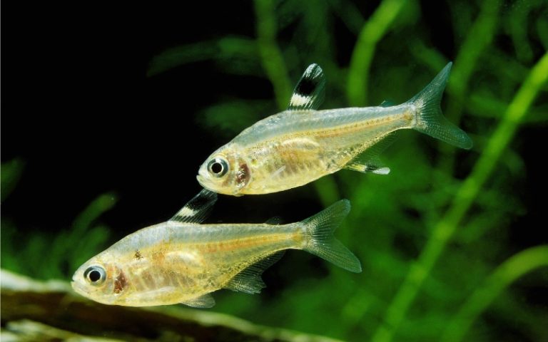 Where Do X-Ray Fish Live in the World (Habitat Diversity)