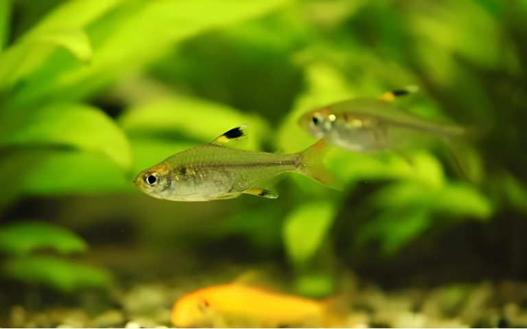 How to Replicate the Natural X-Ray Tetra Habitat in Aquarium