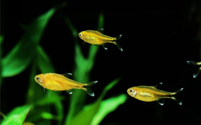 Silver Tip Tetra Breeding 101: Beginners Comprehensive Guide