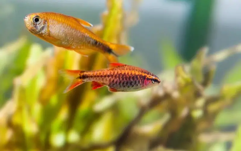 The Ideal Silver Tip Tetra Temperature: Comprehensive Guide