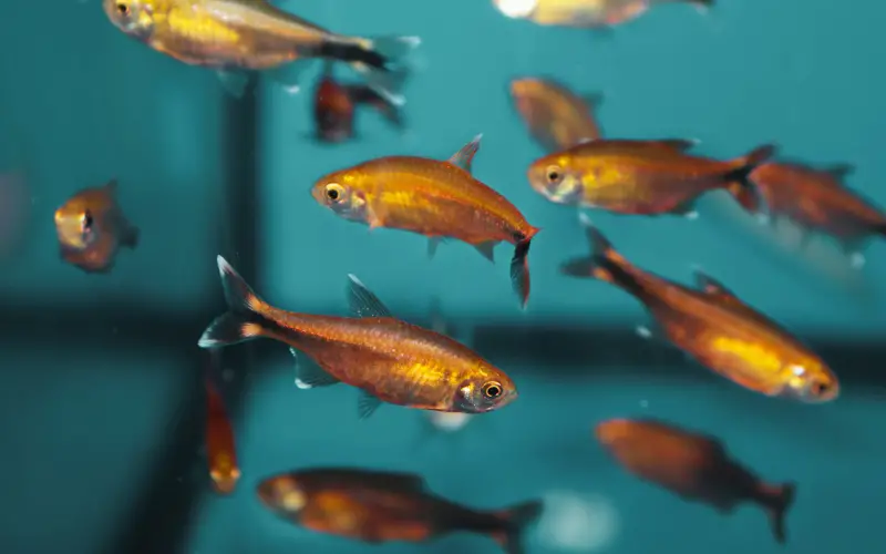 Choosing Best Silvertip Tetra Tank Mates: (Dos and Don'ts)