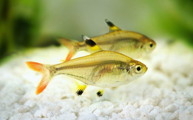 Top 5 Compatible Pristella Tetra Tank Mates (Ultimate Guide)