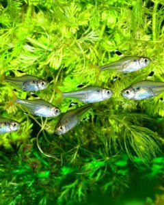 Pristella Tetra Male Vs Female (How to Identify the Gender!)