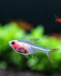 Are X Ray Fish Real: Pristella Maxillaris (Facts & Myths)