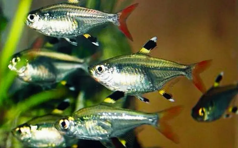 9 Fascinating X-Ray Tetra Facts and Information (Must Read)