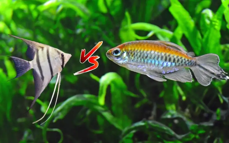 Mixing Congo Tetra and Angelfish in Your Aquarium Tank